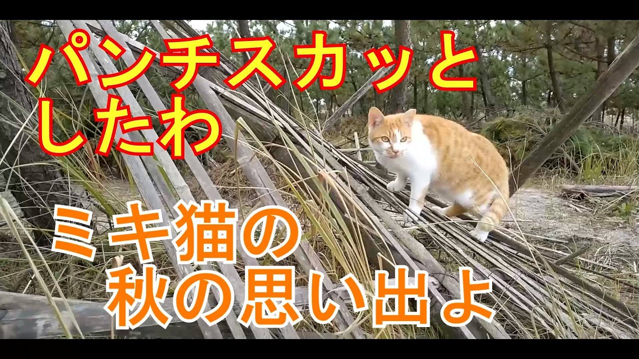 ミキ猫の秋の思い出よ Miki cat's autumn memories - YouTube