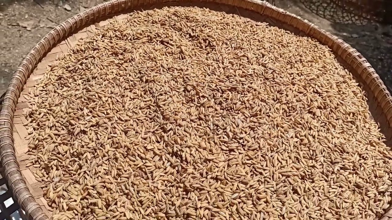 cara yang benar mengolah gabah/padi menjadi pakan yang berkualitas ...