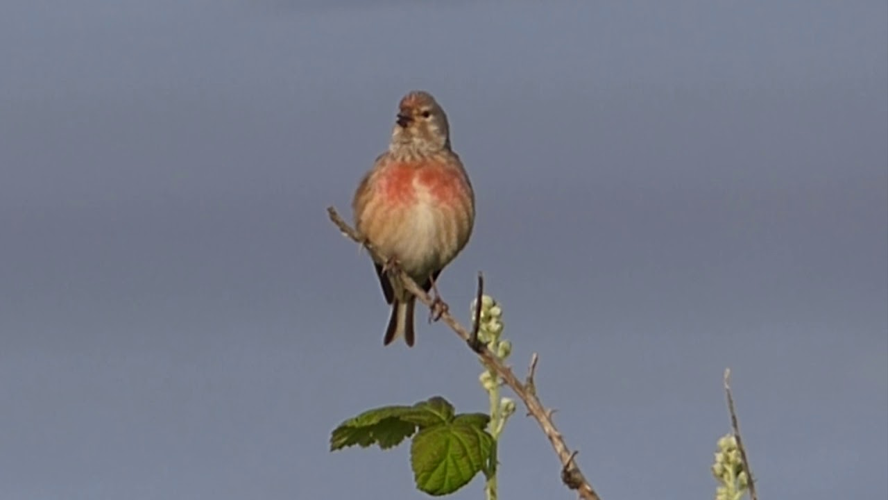 The Linnet and its song - YouTube
