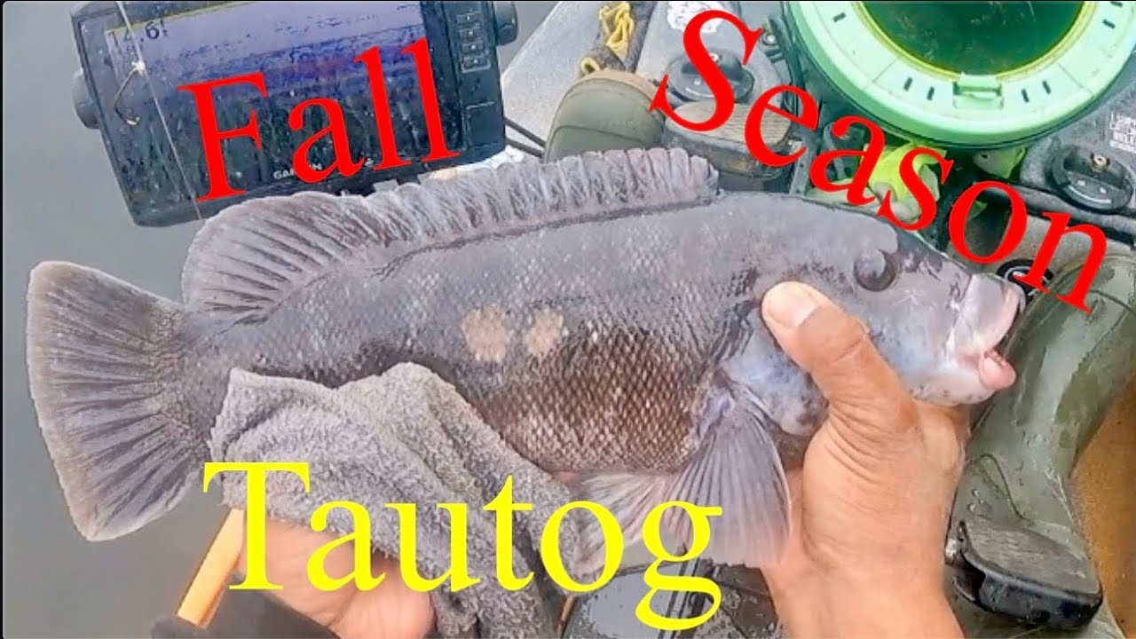Tautog Fishing Fall season - YouTube