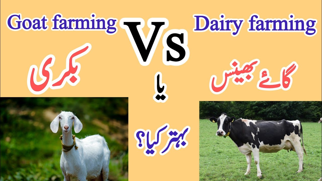 Dairy farming vs goat farming wich is better||gay farming ya bakri ...