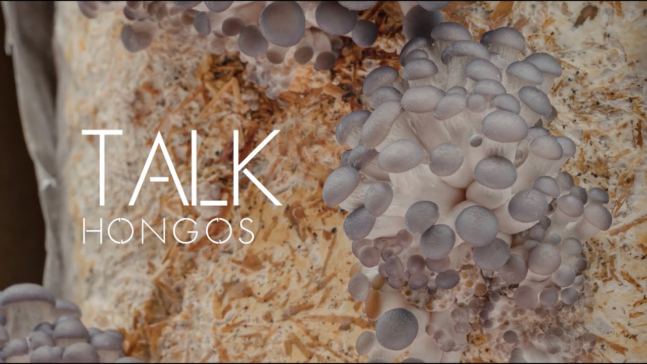 TALK: Hongos - YouTube