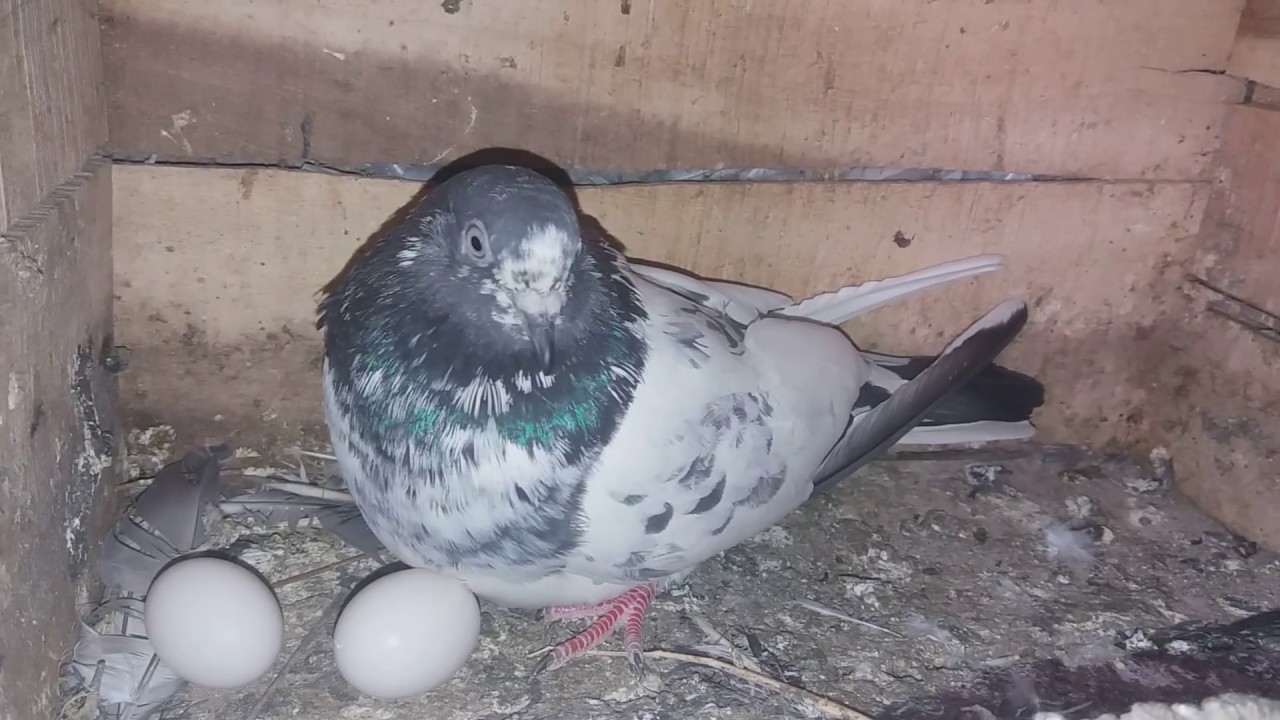 khargosh kabootar Birds Farming Best Breed of Pigeon - YouTube