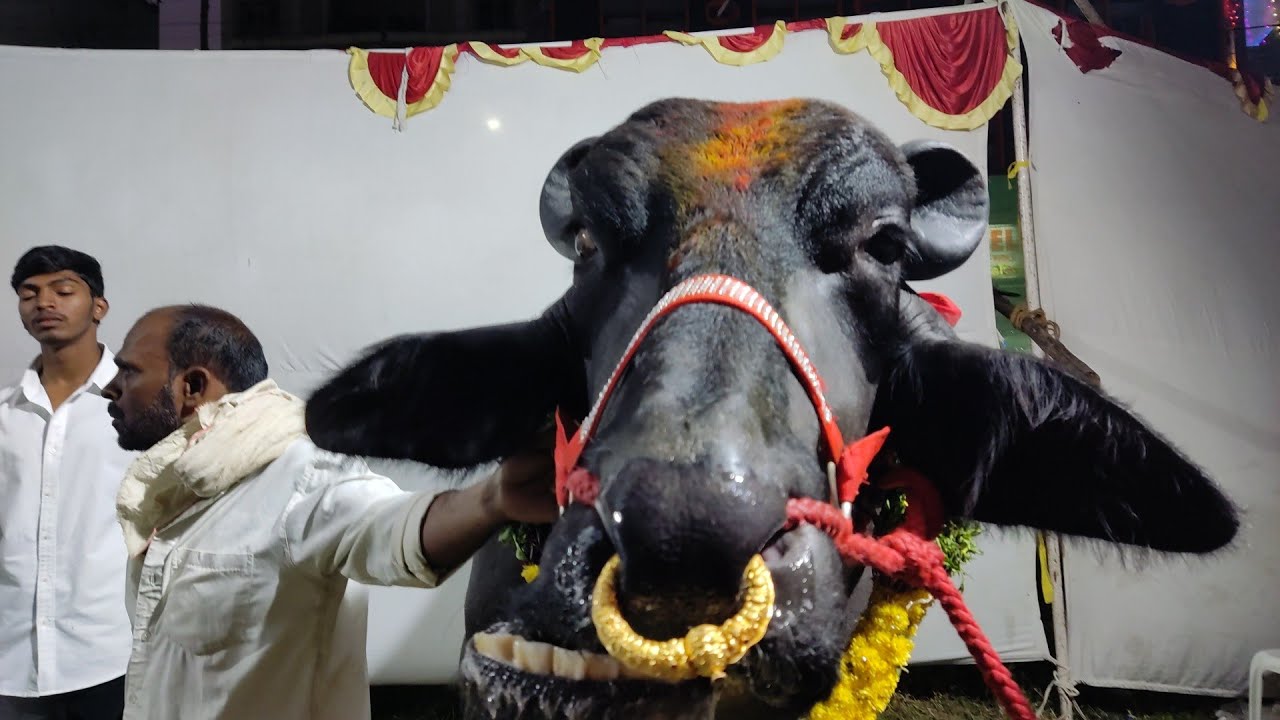 laddu yadav anna sadar 2022 | bahubali bull special attraction for ...