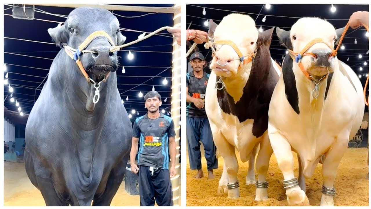 JAN Cattle Farm Biggest Bull | Pakistan Ka Sabse Bada Bull | JDC | Cow ...
