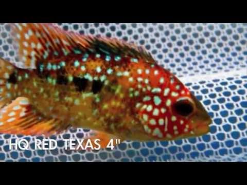 HQ SUPER RED TEXAS 4 inches 30 7 2013 - YouTube
