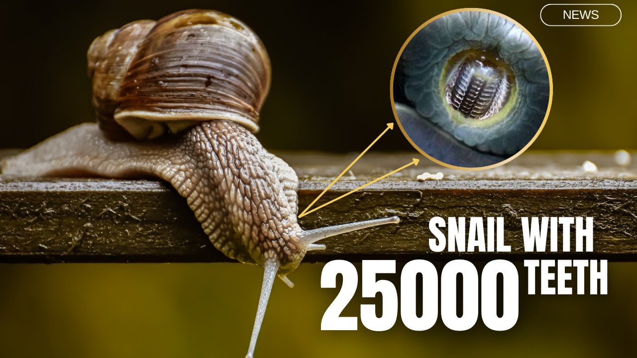 Is there an animal with 25000 teeth present in the world | दुनिया में ...