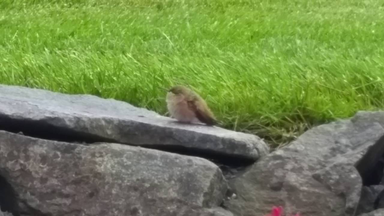 Baby fledgling Hummingbird - YouTube