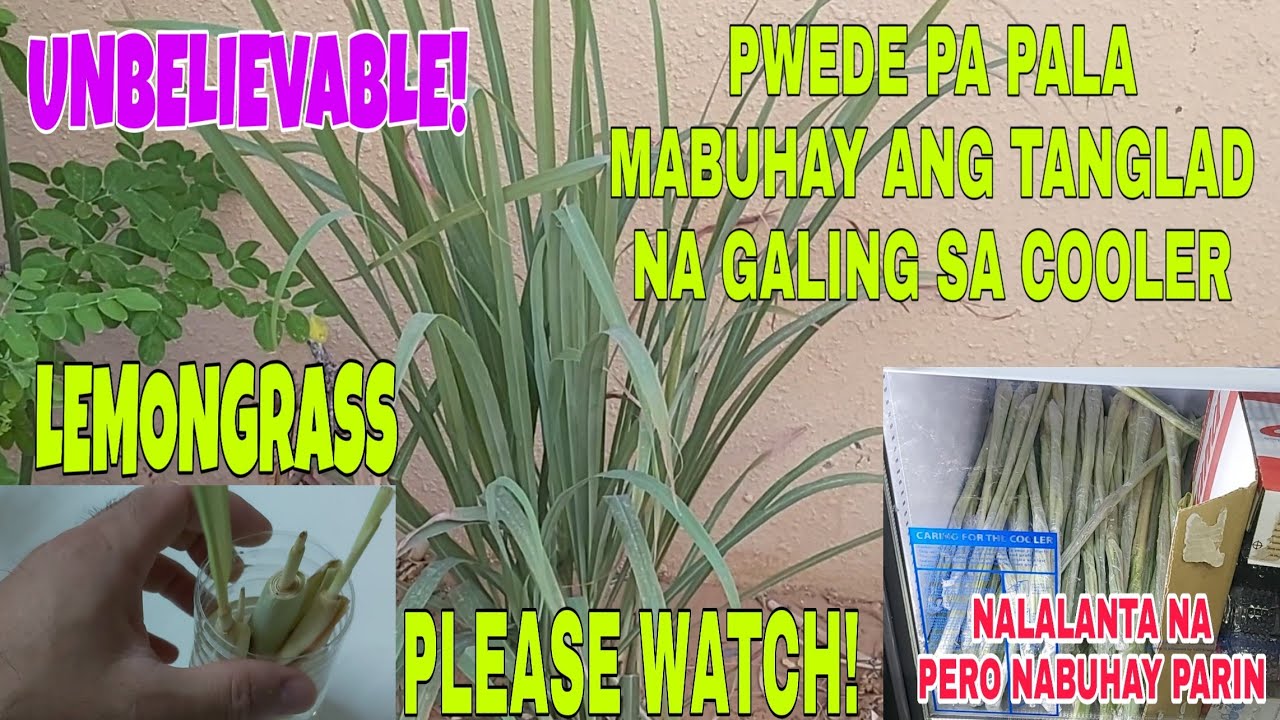 GANITO ANG GAWIN MO SA TANGLAD PARA MABUHAY SA IBANG BANSA|HOW TO GROW ...