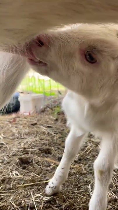 Baby goat drinking Milk - YouTube