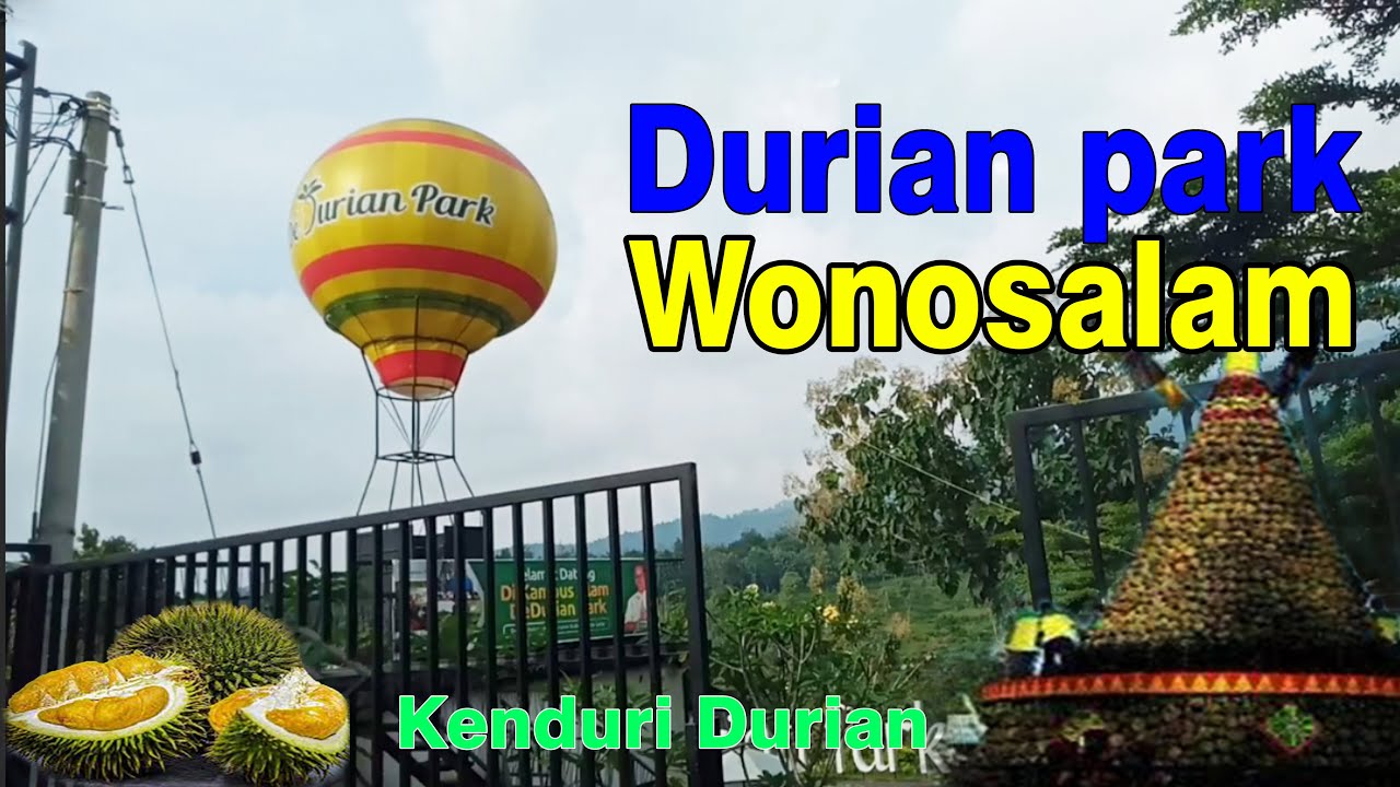 Durian park!!! Surganya Durian ada disini-cocok untuk Kulineran durian ...