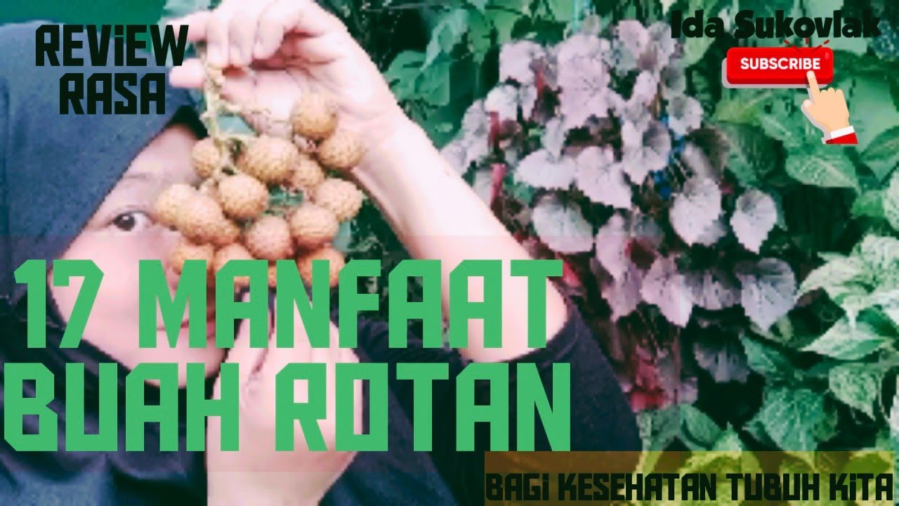 BUAH ROTAN TERNYATA BISA DIMAKAN, KAYA AKAN MANFAAT UNTUK KESEHATAN ...