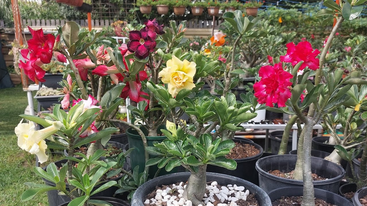 My Garden of Adenium - YouTube