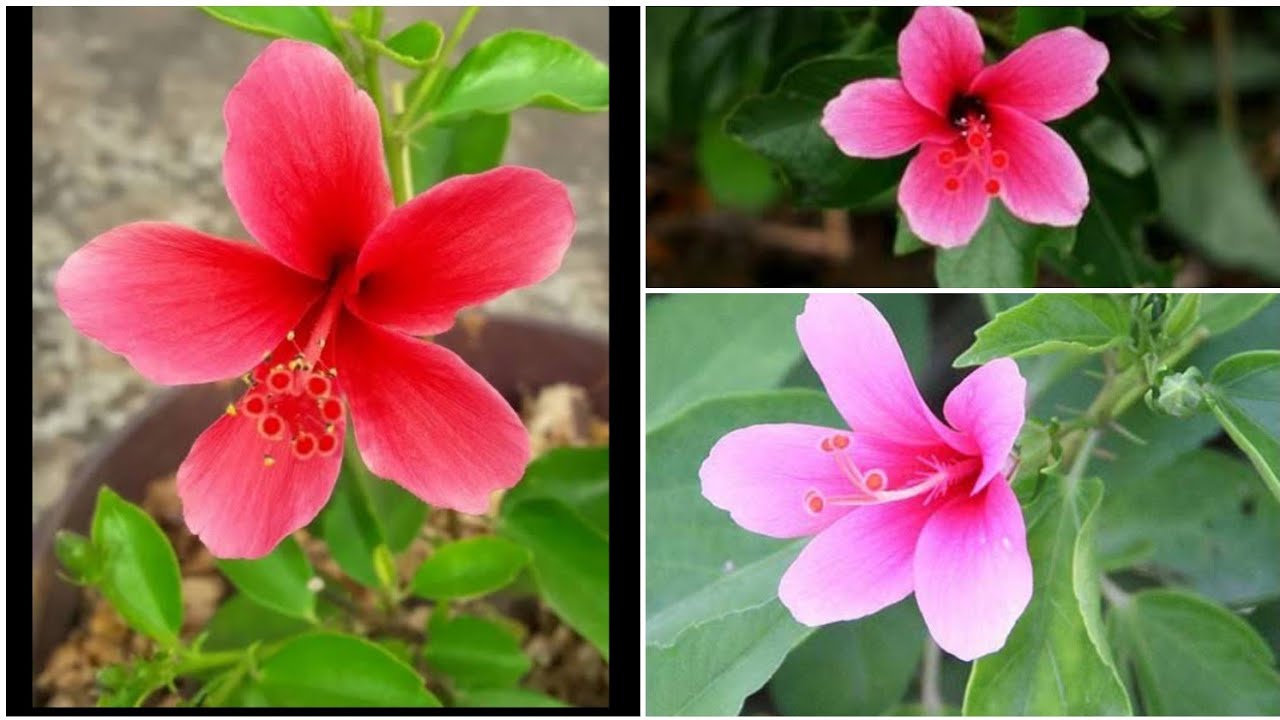 Hibiscus variety||How to grow and care beautiful parmanent flowering ...