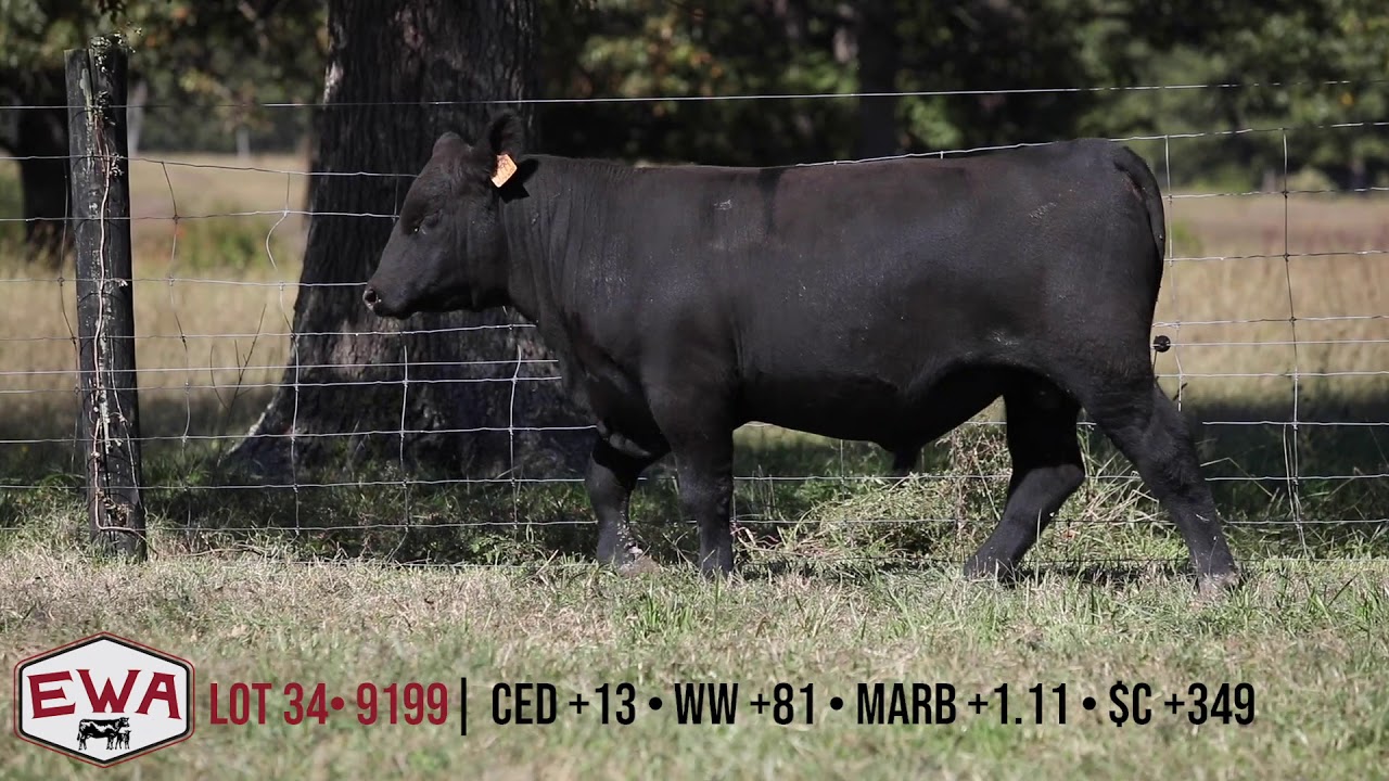 Edgewood Angus Fall 2020 Bull Sale- Lot 34 - YouTube
