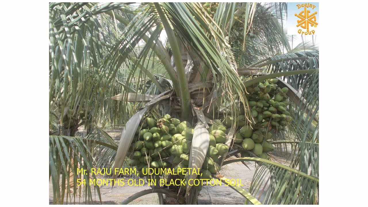 Deejay Coconut movie 1 - YouTube