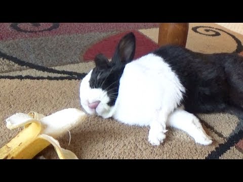 Sleeping rabbit wakes up at the sound of a banana