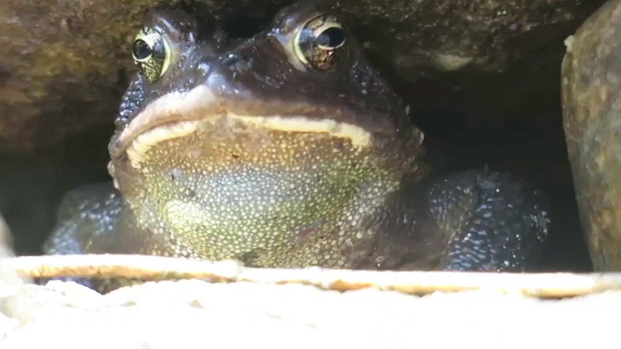 American Toad Trilling - YouTube