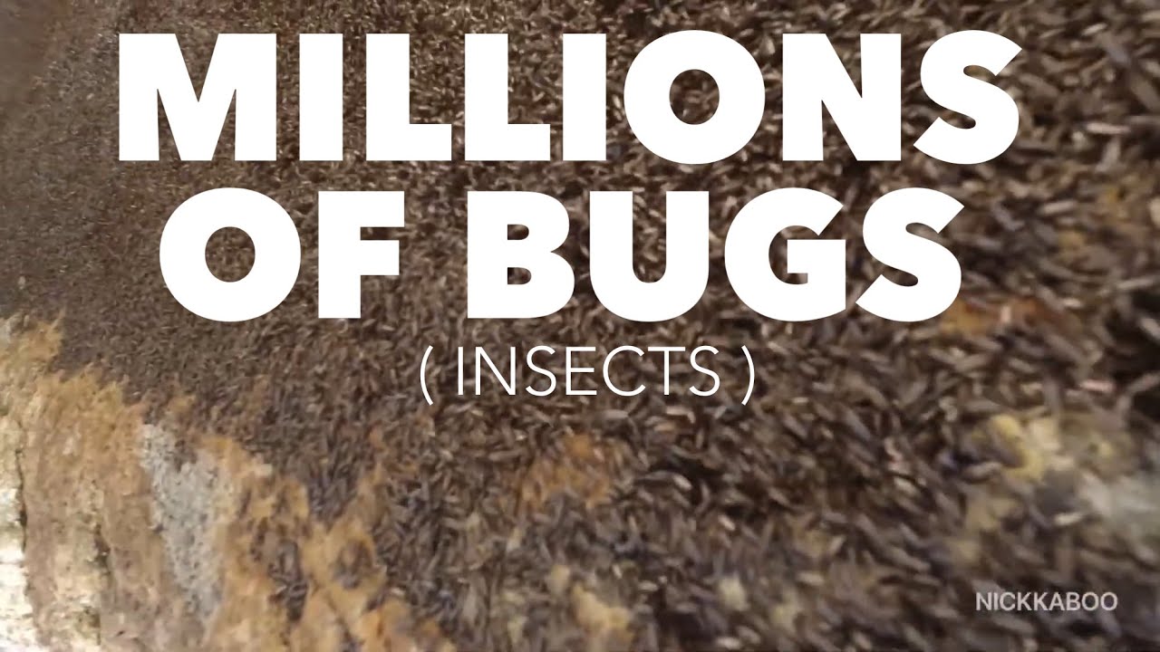 MILLIONS OF BUGS ( INSECTS) UNDER A BIG ROCK || NICKKABOO - YouTube