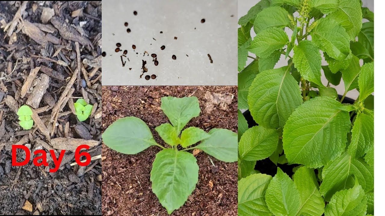 DETAILED Full Cycle on How To Plant & Harvest Scent Leaf || Nchawu ...