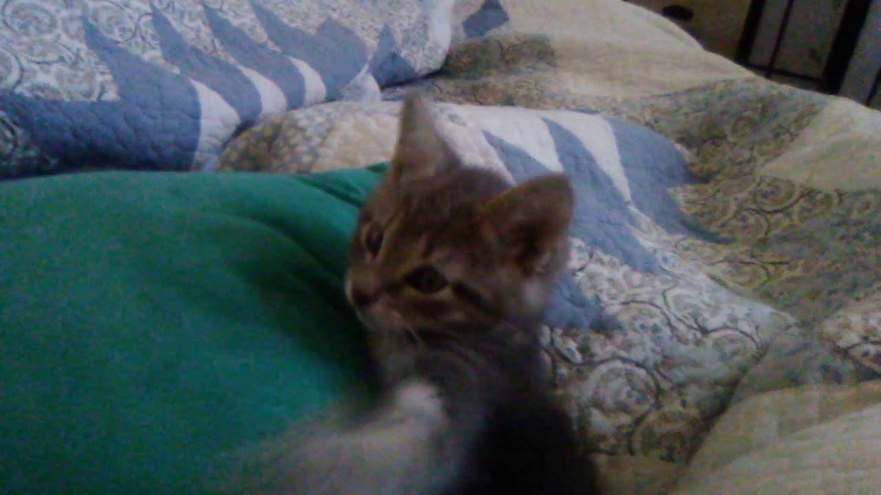 Watch, playful six finger kitten, - YouTube
