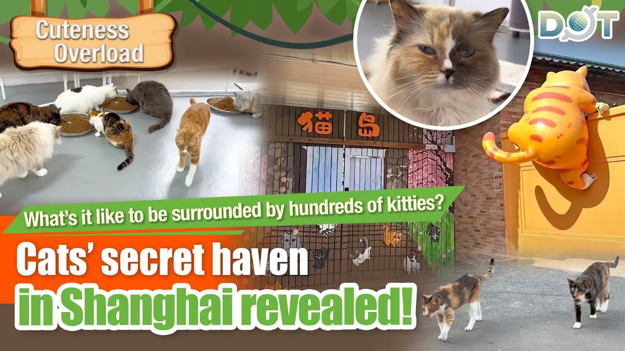 What's it like to be surrounded by hundreds of kitties? Cats' secret ...