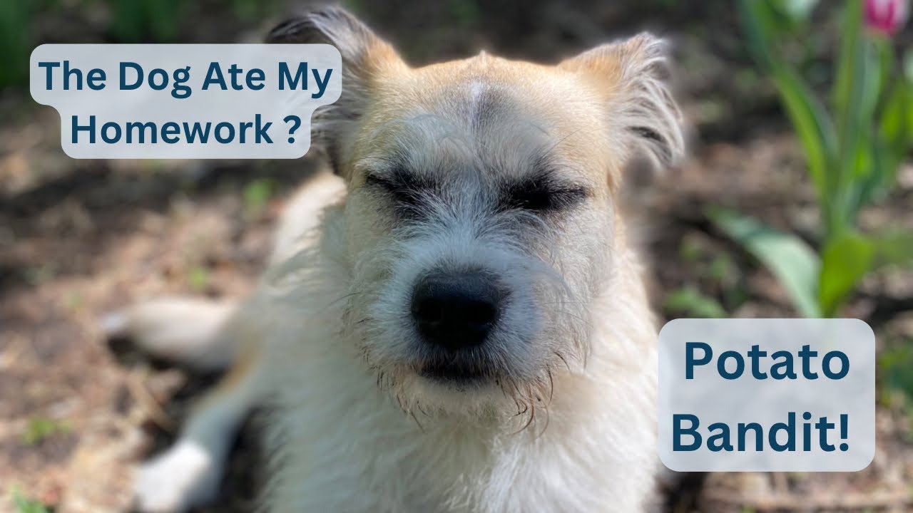 The Potato Bandit Strikes: Unmasking the Mysterious Culprit! - YouTube