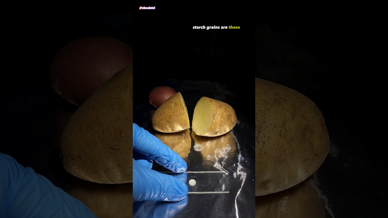Potato Under Microscope (Starch Grains) - YouTube