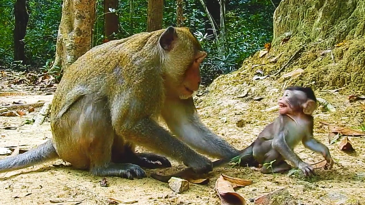 Aron is a bad monkey same thing he uses all infants for food then get ...