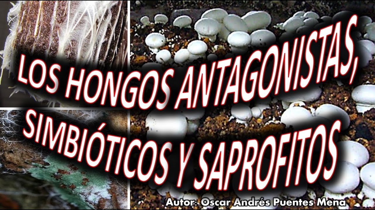 LOS HONGOS ANTAGONISTAS, SIMBIÓTICOS Y SAPROFITOS - YouTube