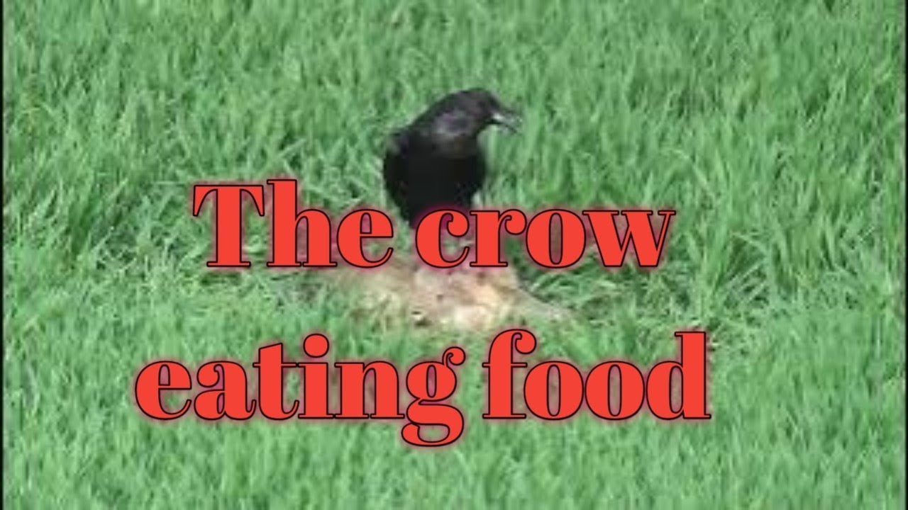 The crow video @Khemakh45 - YouTube
