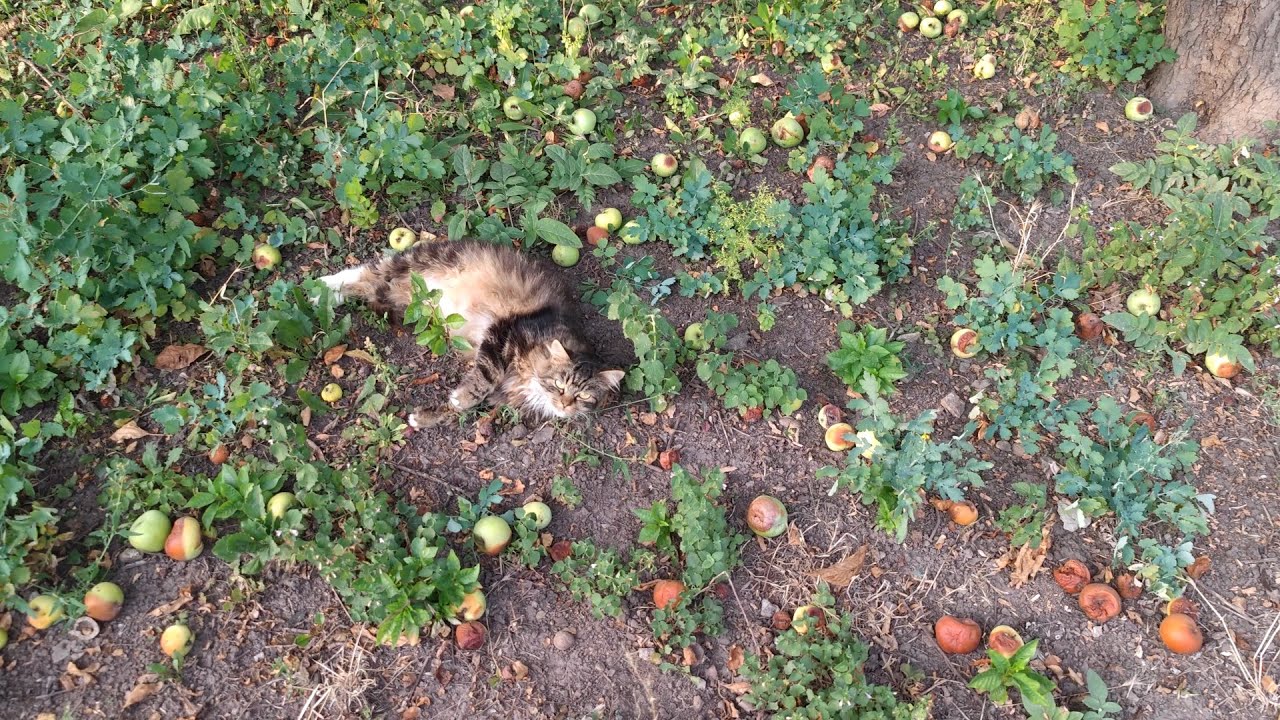 A very cute cat is hiding from the heat of +42 under an apple tree ...