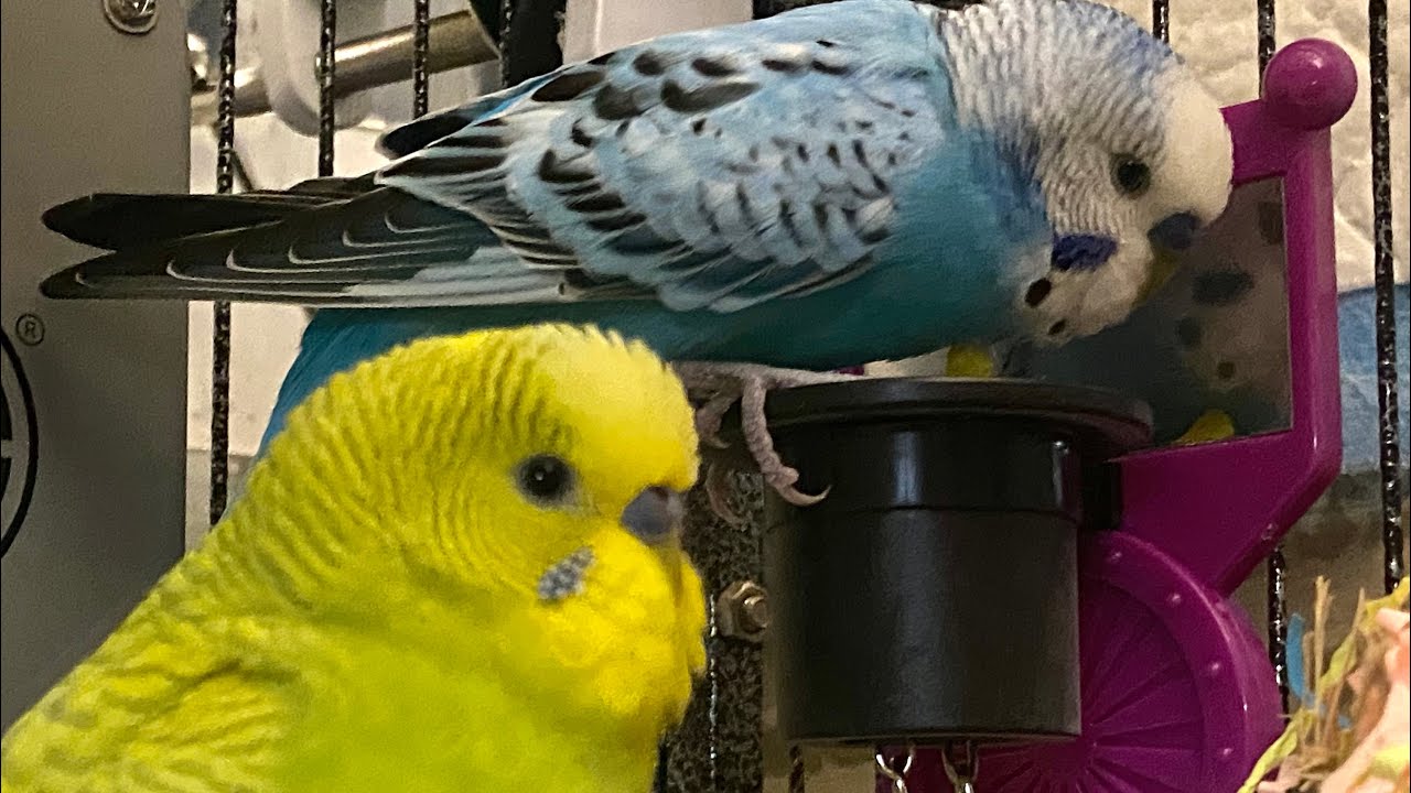 My Parakeets are afraid of fruits and vegetables 🙁 - YouTube
