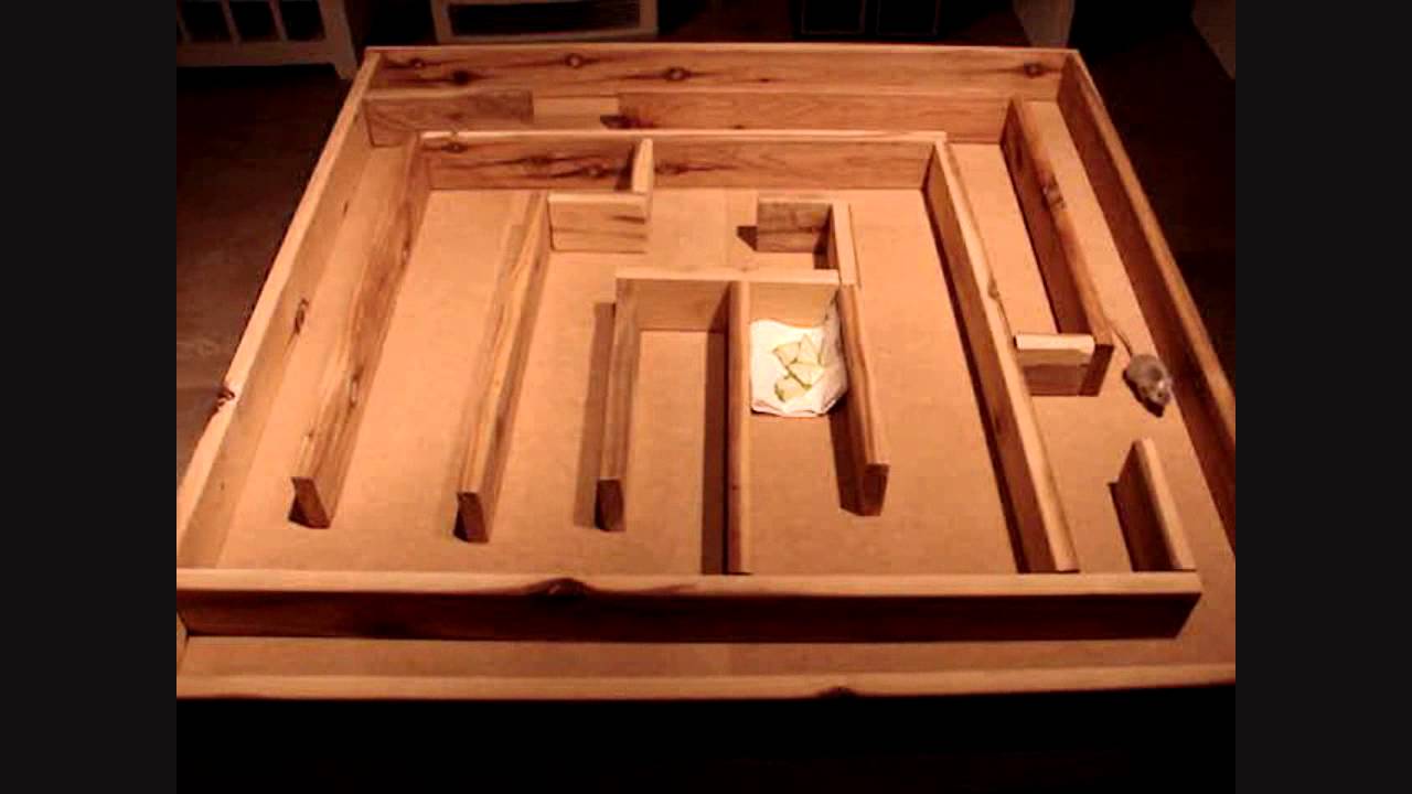 Minnie and Muppet in the Mouse Maze - YouTube