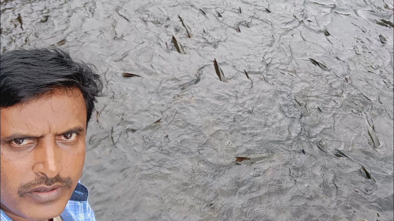 Shishila Sri Ramha Venkateshawara Fish Feeding Point @ Shishila ...