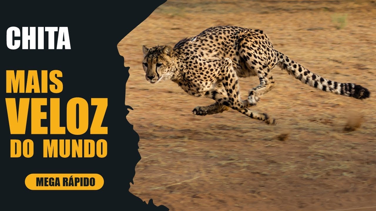 GUEPARDO (CHITA): O Rei da Velocidade – Tudo Sobre o Felino Mais Rápido ...