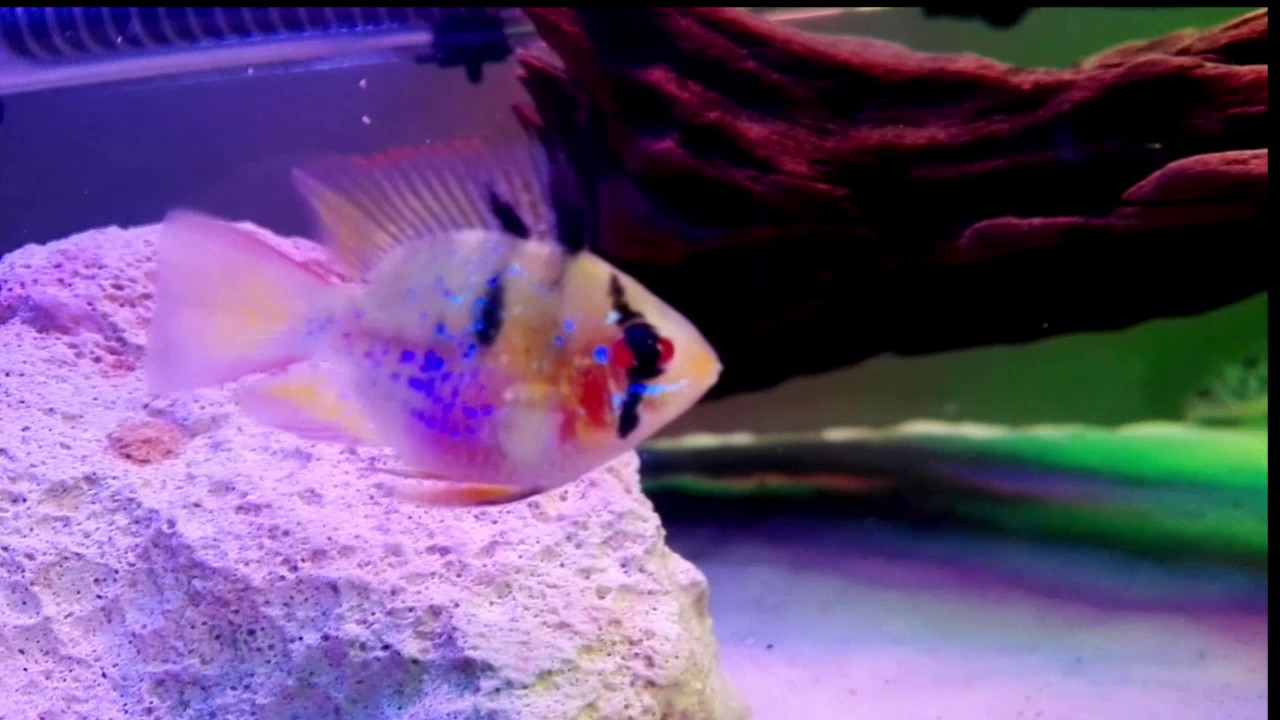 ramirez fish feeding - اطعام و تأكيل سمكه الرامريزي - YouTube