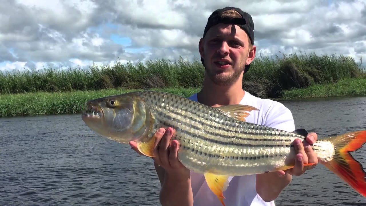 Tigerfish Chobe River Namibia - YouTube
