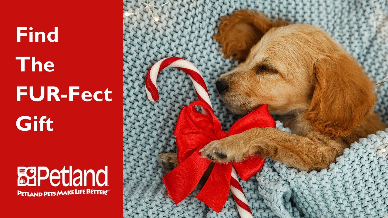 🎄The Best Gifts Come In Furry Packages - YouTube