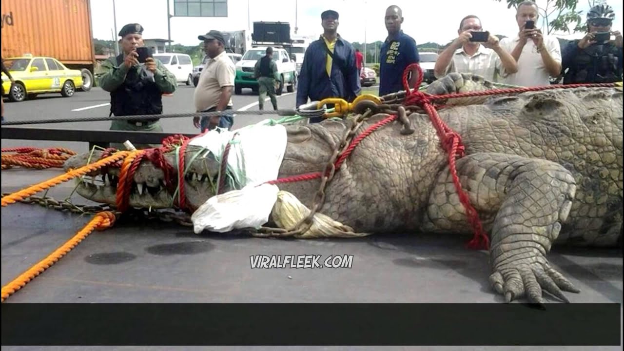 yvelaze didi niangi msoflioshi - YouTube