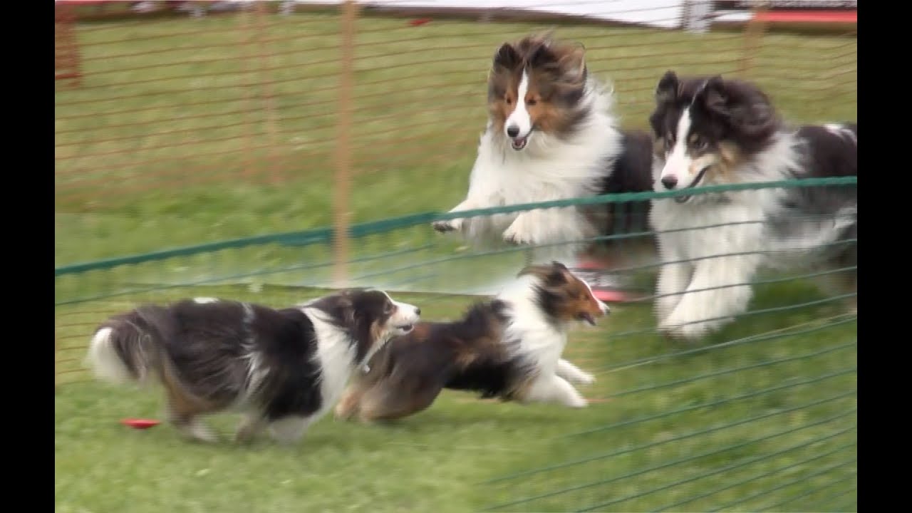 Dog Lure Agility Course by the Shelties! - YouTube