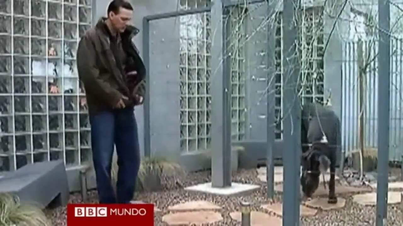 George el Gigante, el perro más alto del mundo - YouTube