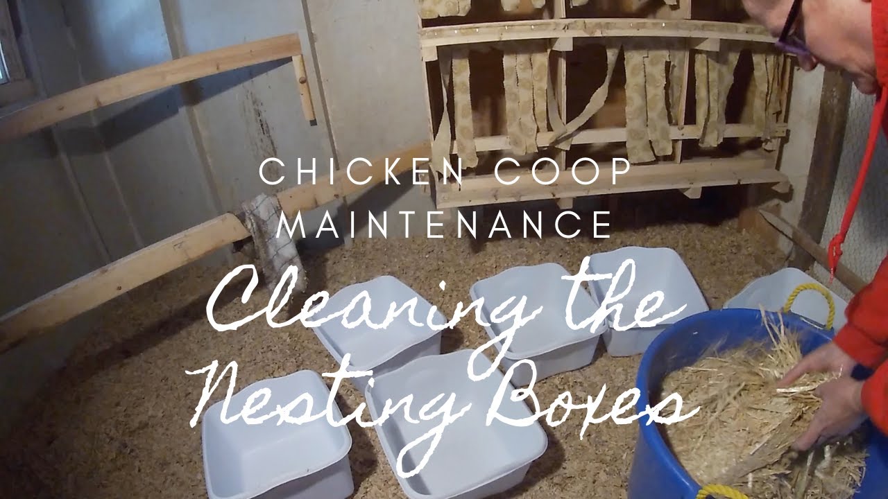 Chicken Coop Maintenance: Cleaning the nesting boxes - YouTube