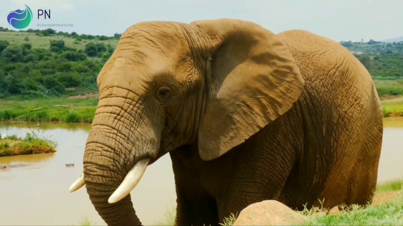 #elephants #elephantslifeinforest Elephants In 4k || Creators And ...