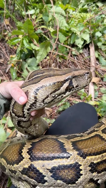 Big momma python guarding a clutch of eggs! An important one to get out ...