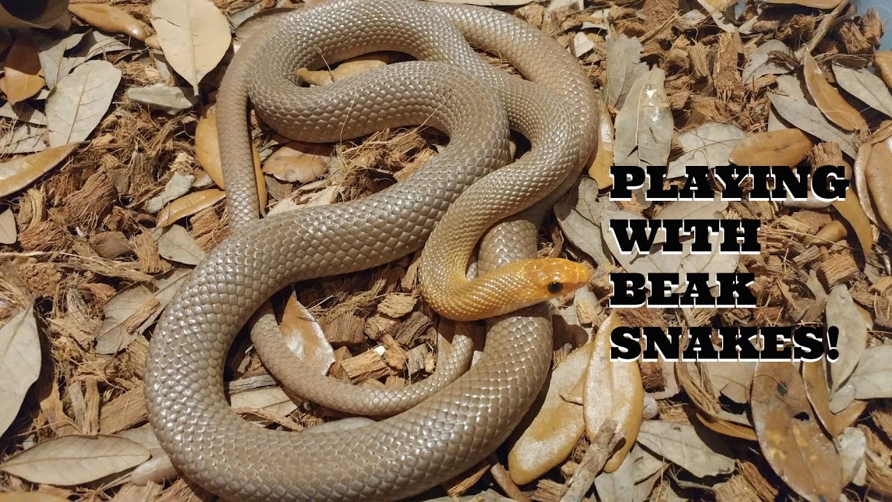 Get To Know The Beak Snakes - YouTube
