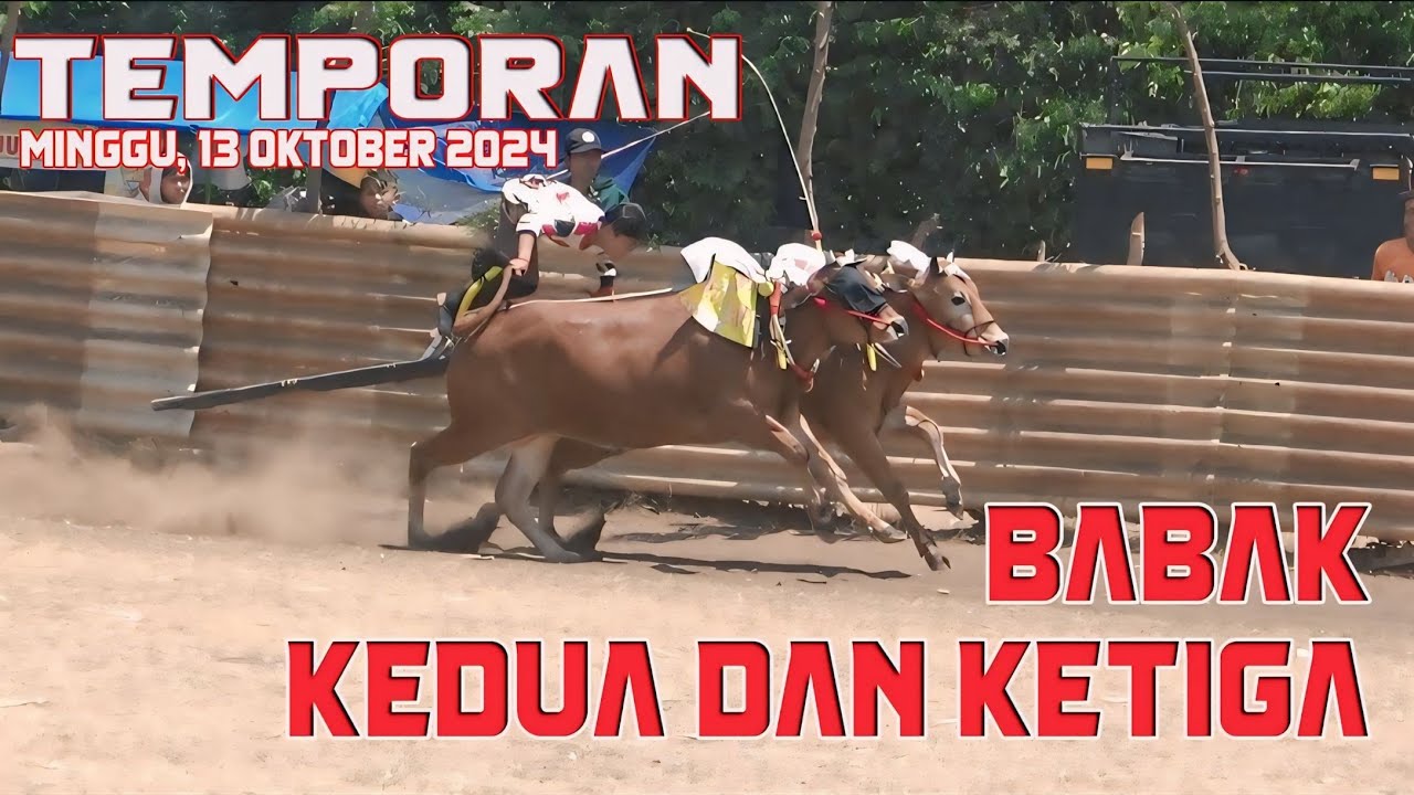 KERAPAN SAPI TEMPORAN PROBOLINGGO - BABAK KEDUA DAN KETIGA - MINGGU 13 ...