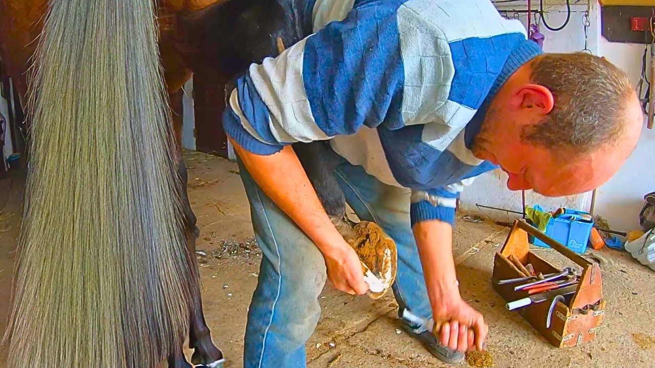 Groom's Horror! This Hoof is Falling Apart! It Hasn't Been Cleaned in 6 ...
