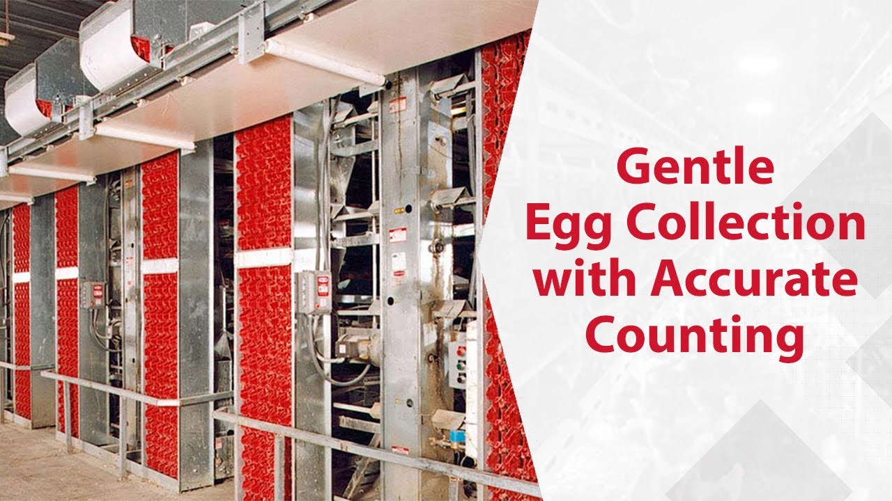 Chore-Time® - ULTRA-LIFT® XL Egg Collectors - YouTube