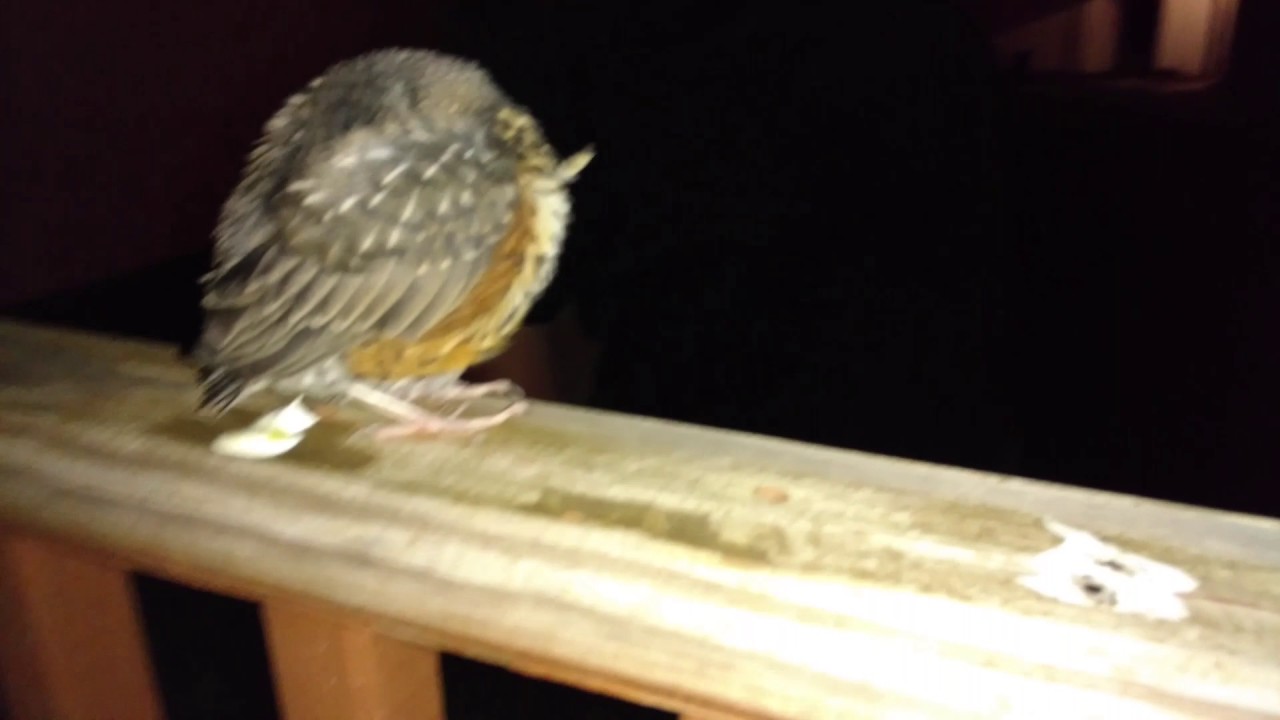 Baby Robin Sleeping - YouTube